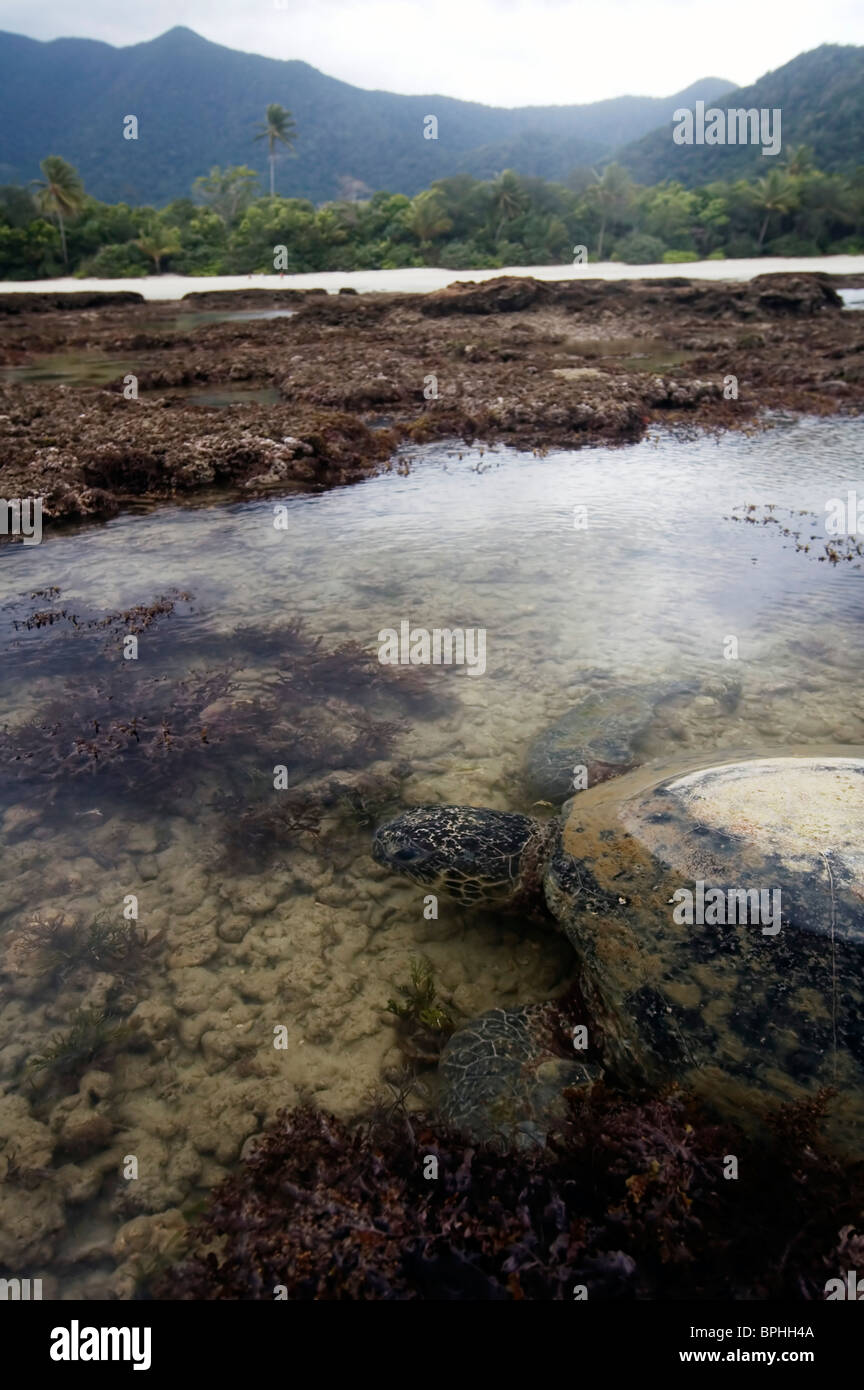 Rock pools animals hi-res stock photography and images - Alamy