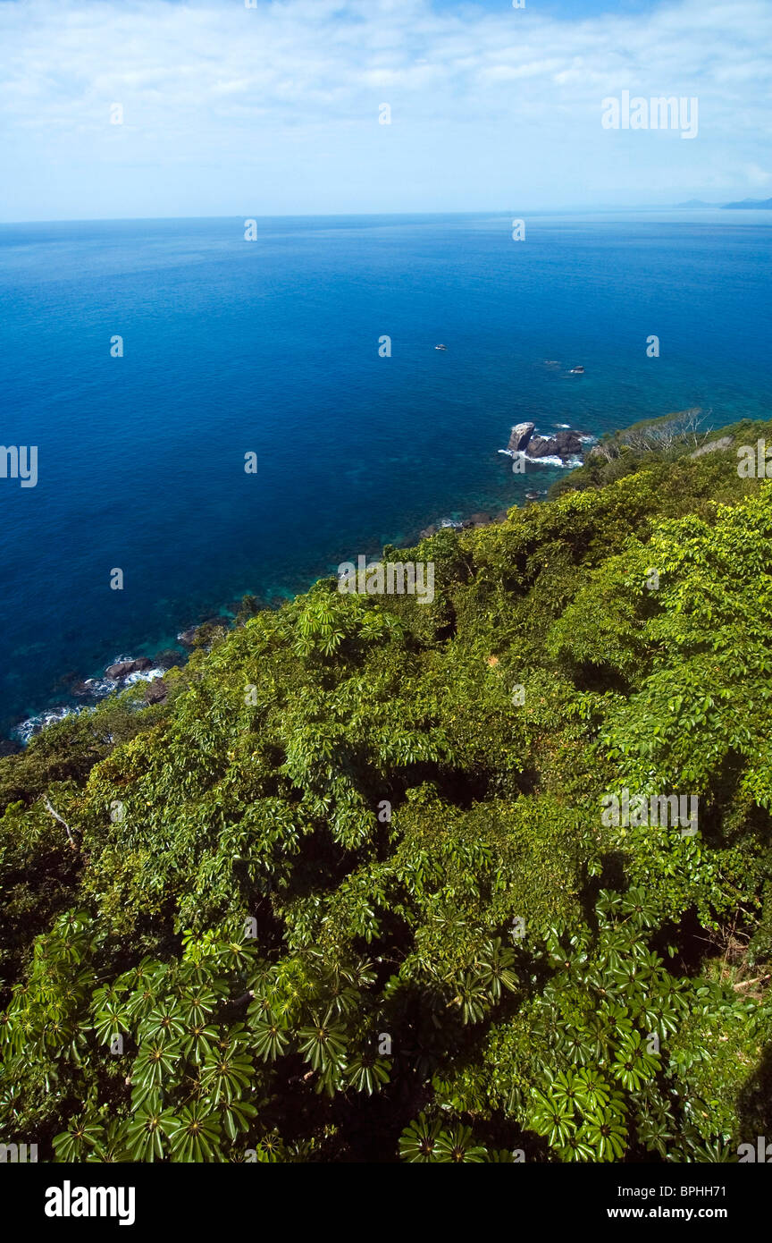 Looking down on rainforest canopy (including umbrella trees ...