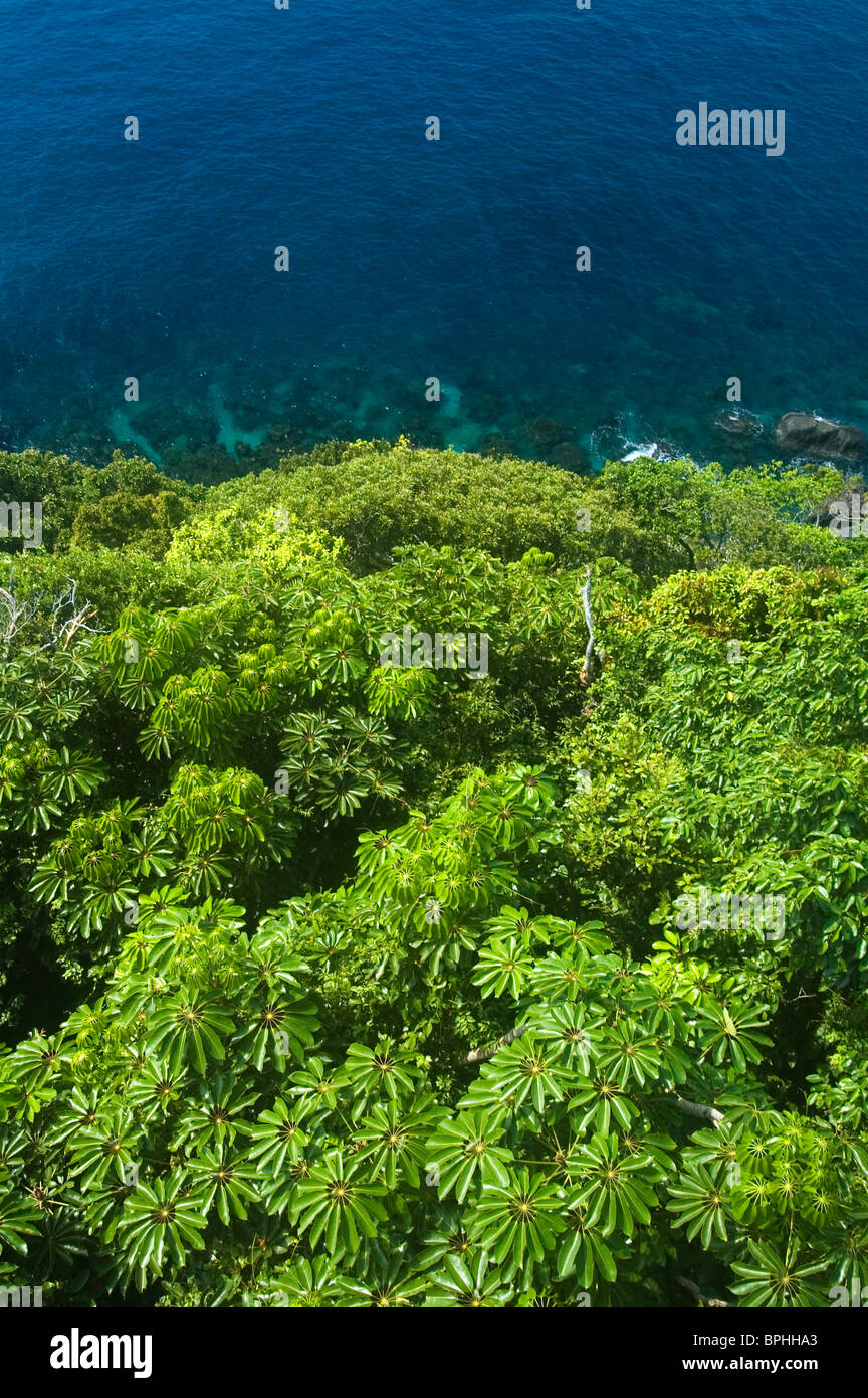 Looking down on rainforest canopy (including umbrella trees ...