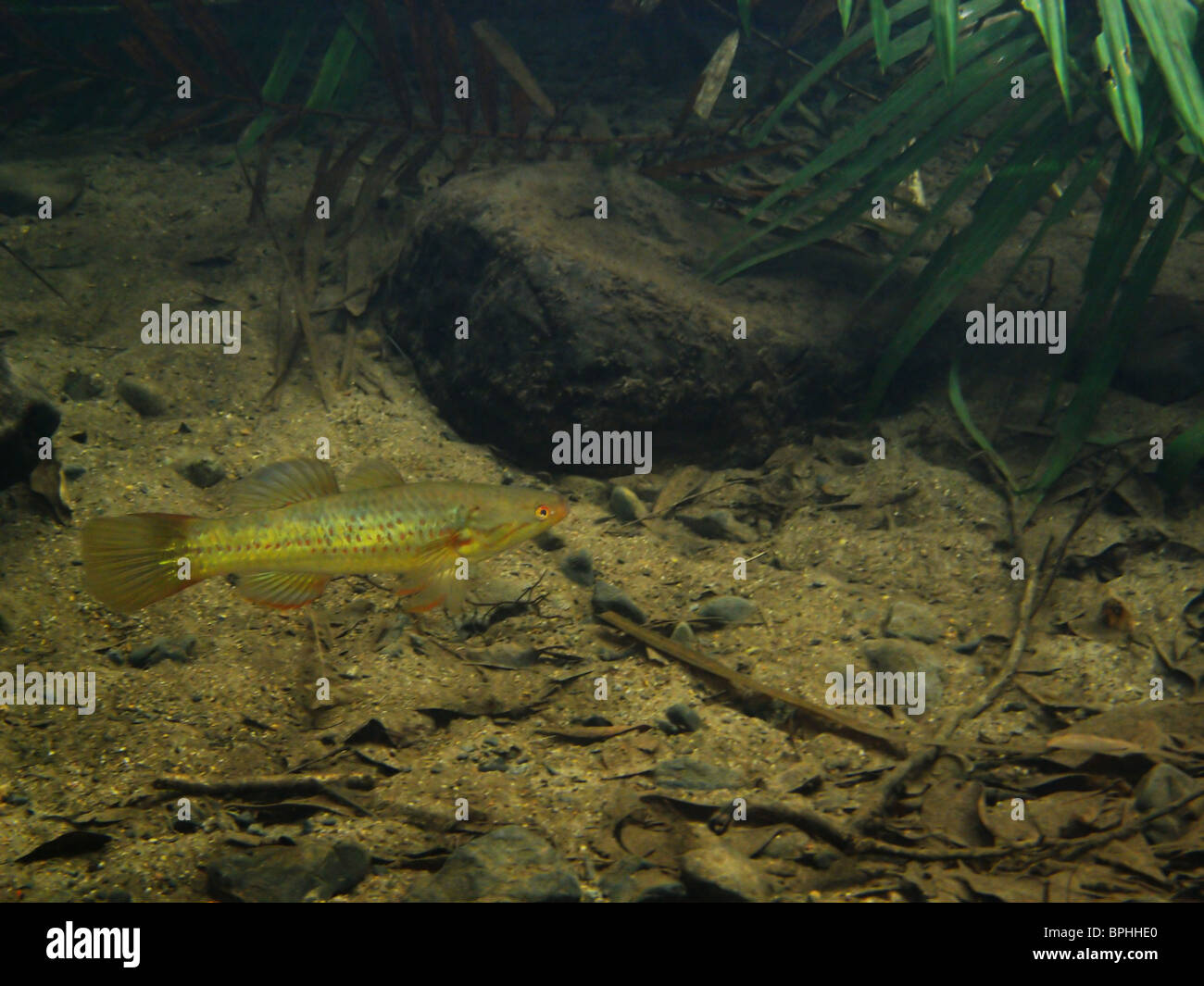 Gudgeon (Hypseleotris sp?) in freshwater creek in Daintree National ...