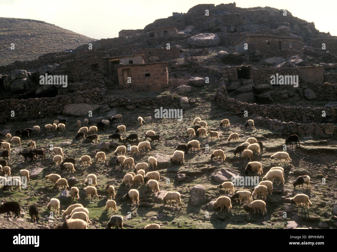 A Berber farm with flock of sheep in the Atlas Mountains of Morocco ...