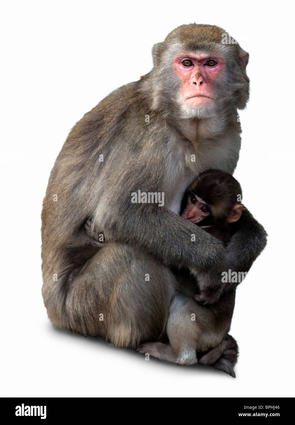 Zoo japanese macaque macaca fuscata Cut Out Stock Images & Pictures - Alamy