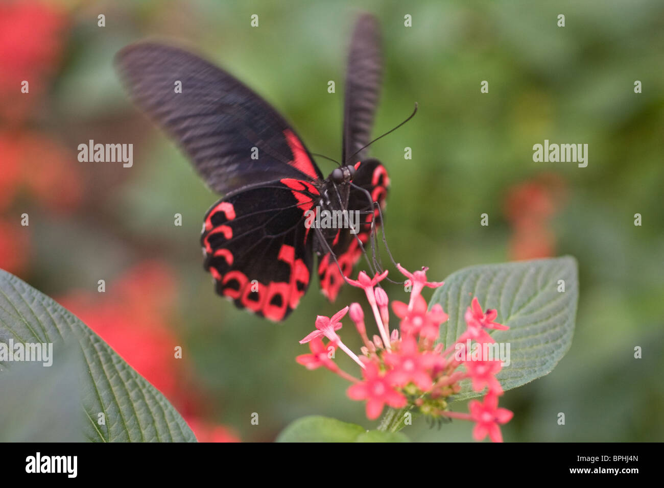 Butterfly flying hi-res stock photography and images - Alamy