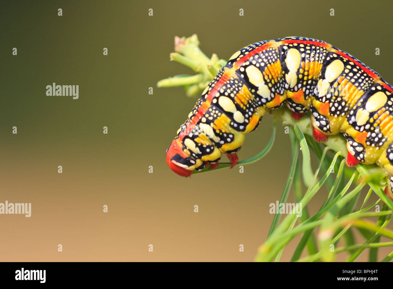 The spurge hawk-moth eating on a leaf Stock Photo - Alamy