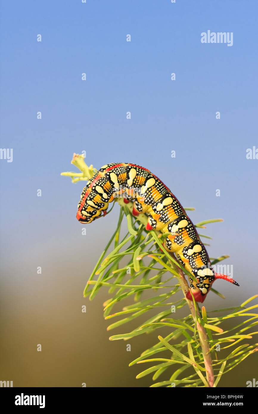 Hawk moth butterfly hi-res stock photography and images - Alamy
