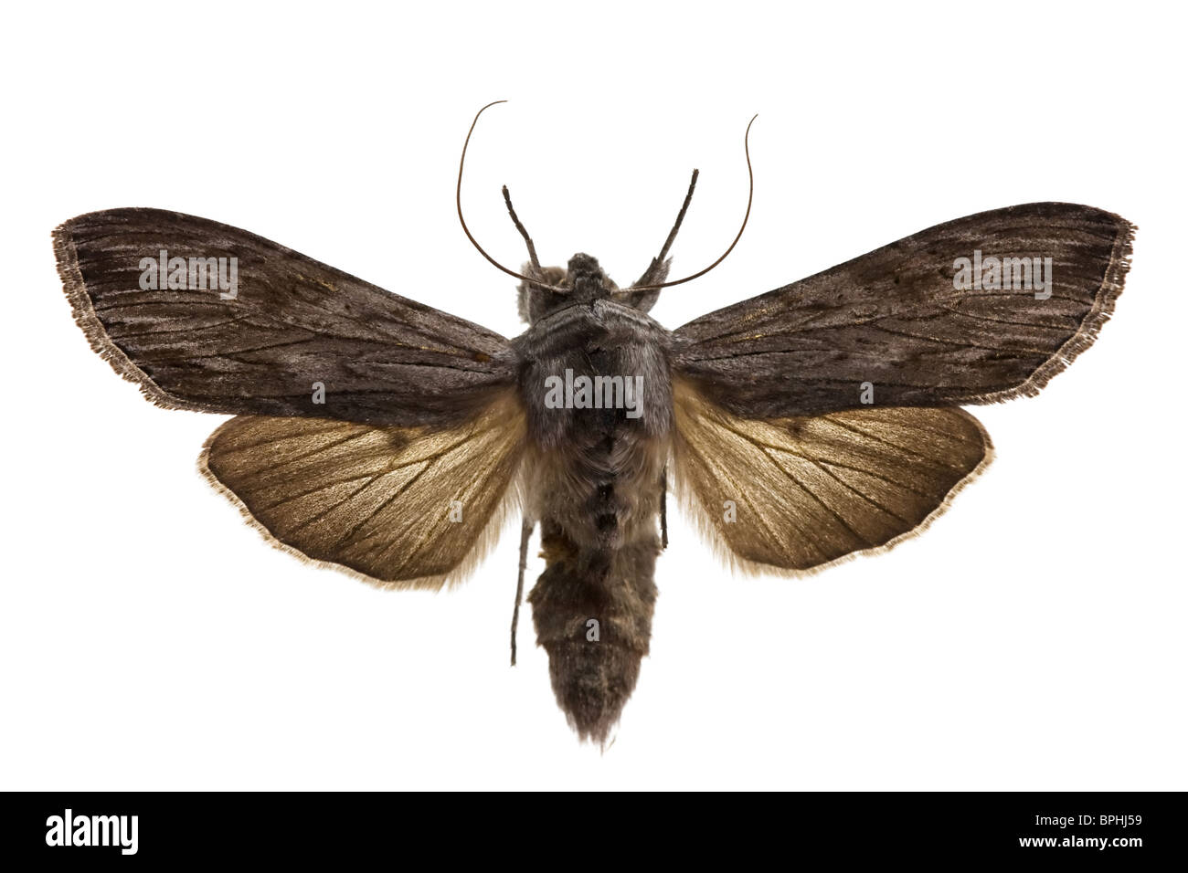 Shark Moth isolated on white Stock Photo - Alamy