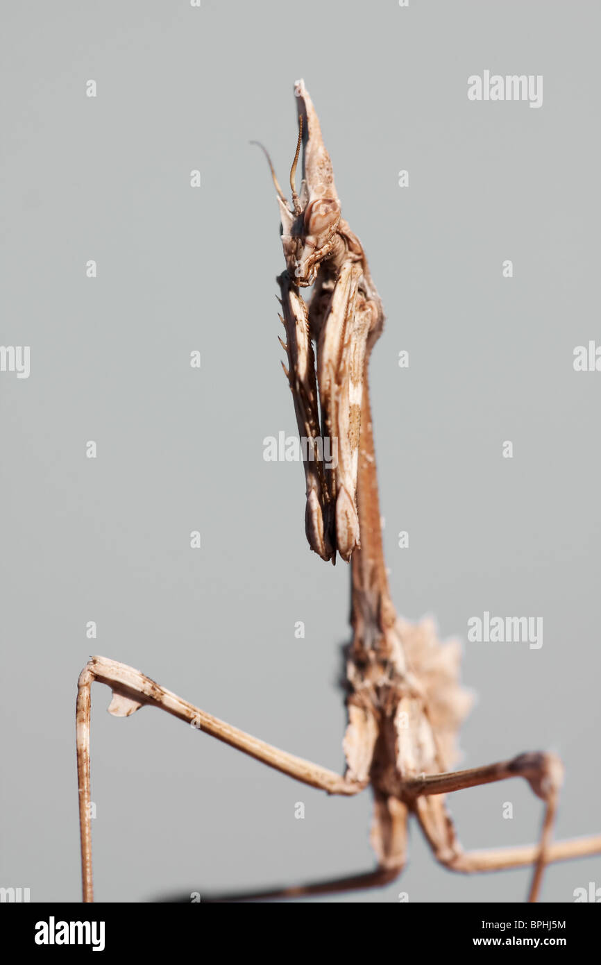 Portrait of a praying mantis Stock Photo - Alamy