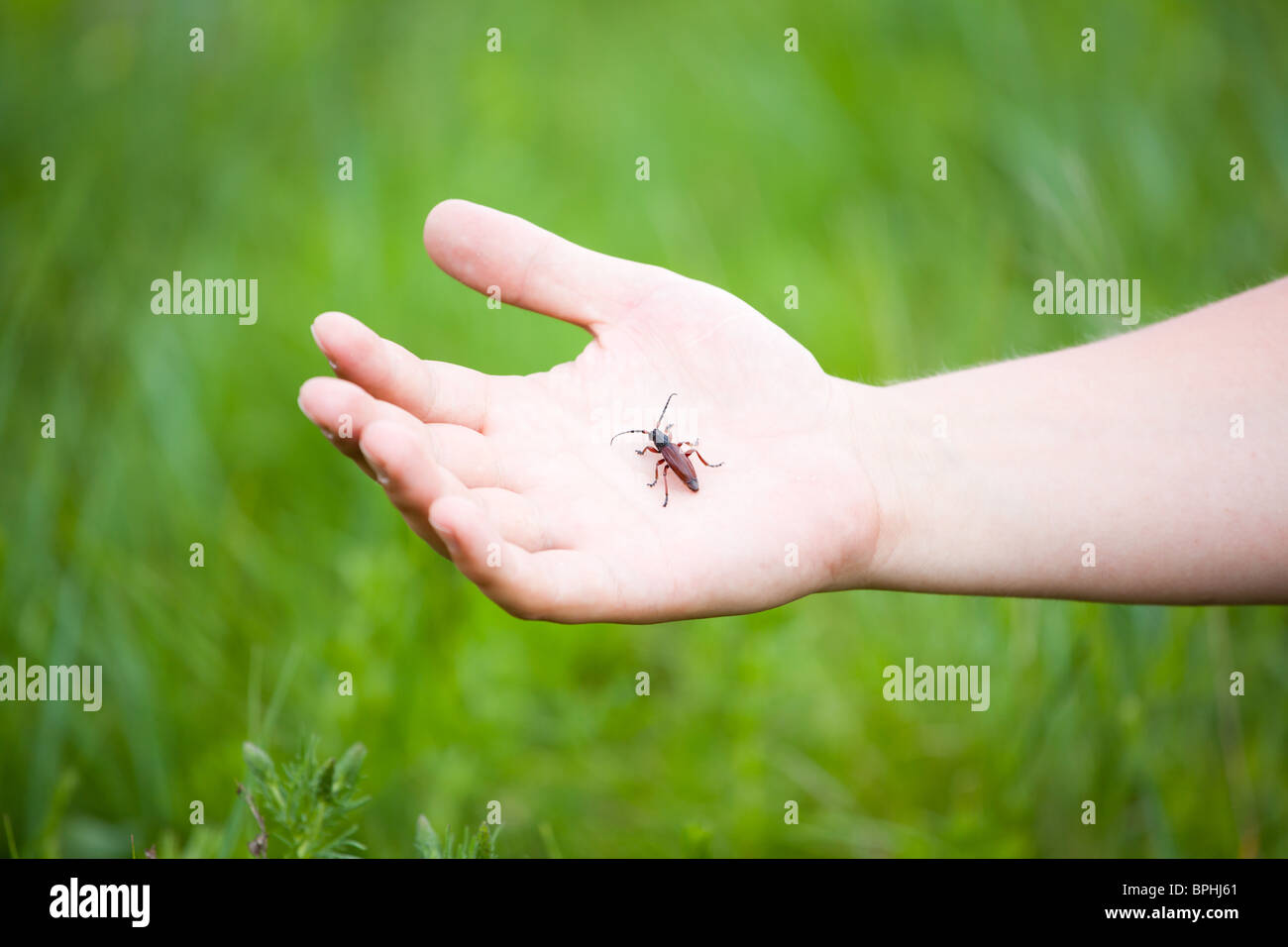 Male hand showing a bug Stock Photo - Alamy