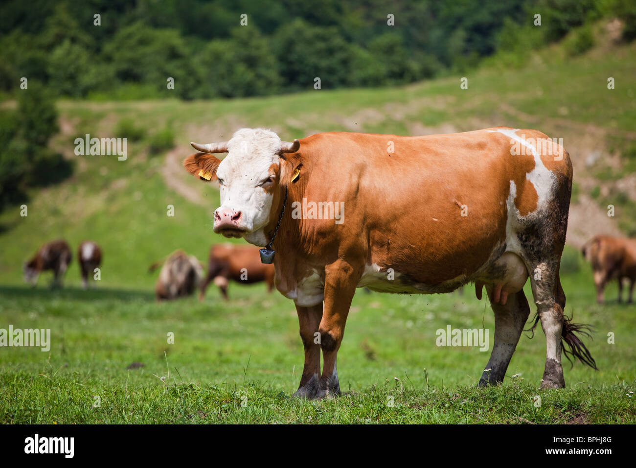 Portrait of a cow hi-res stock photography and images - Alamy