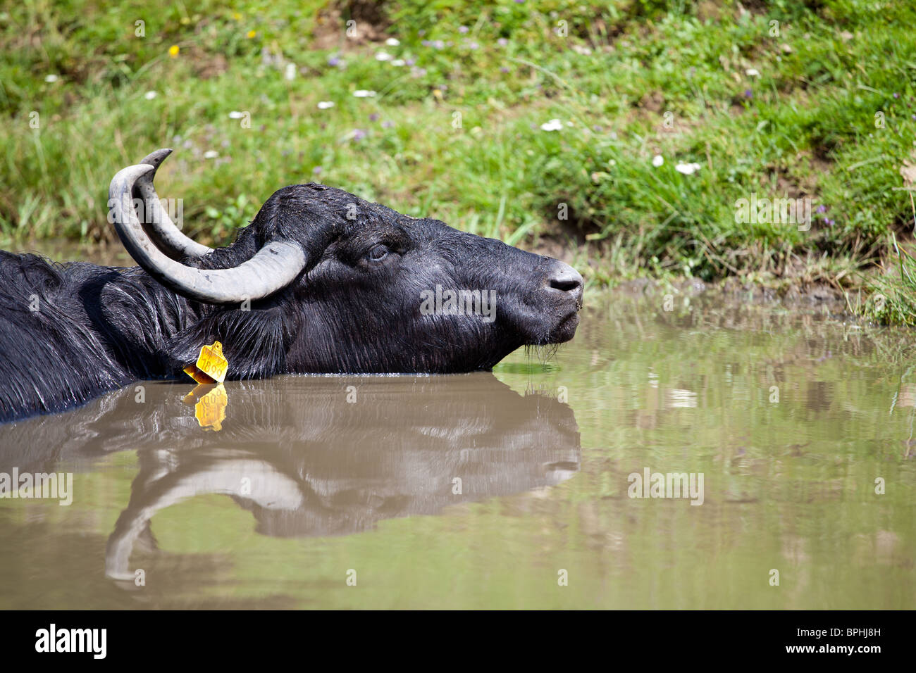 Side of water buffalo hi-res stock photography and images - Alamy