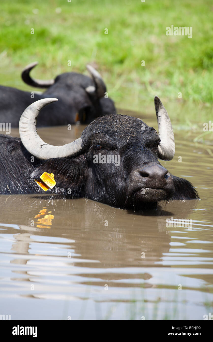 Buffalo dairy farm hi-res stock photography and images - Alamy