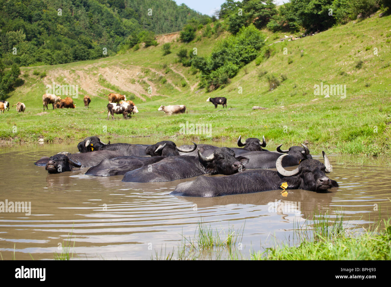 Flock Water Buffalo High Resolution Stock Photography and Images - Alamy