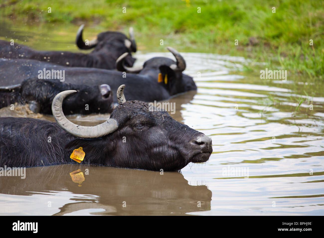 Flock water buffalo hi-res stock photography and images - Alamy