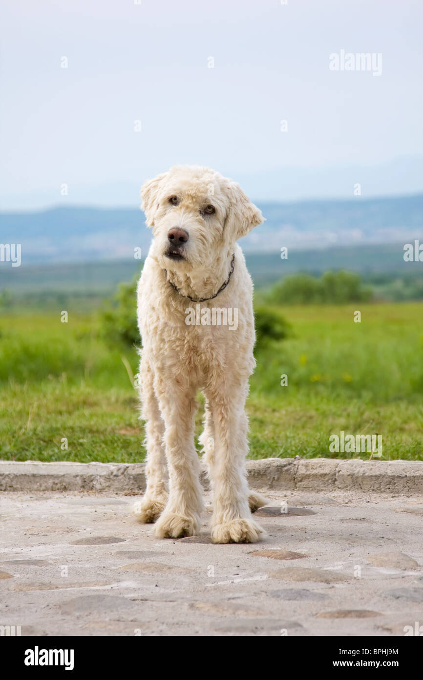 Romanian dog hi-res stock photography and images - Alamy
