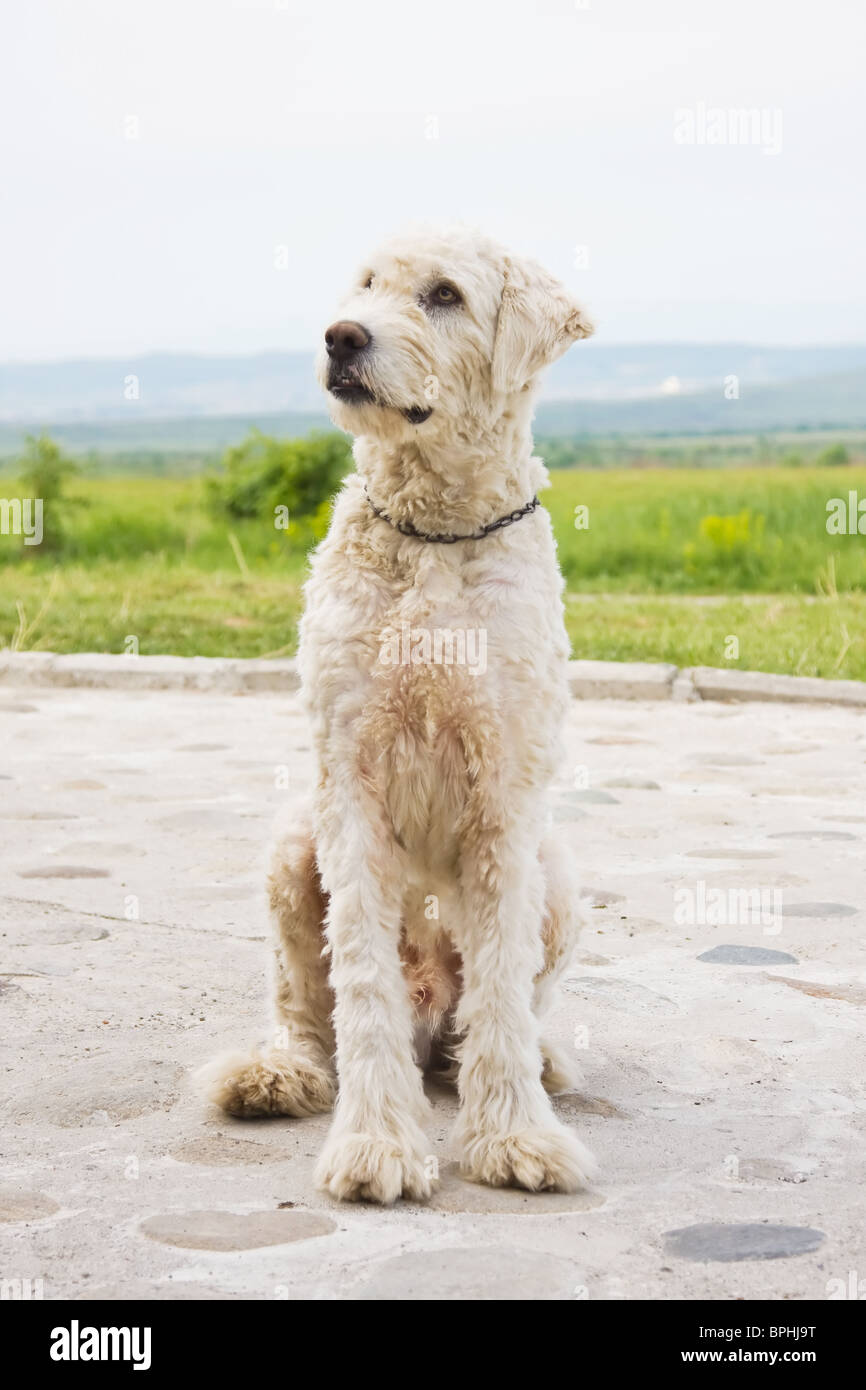 Romanian dog hi-res stock photography and images - Alamy