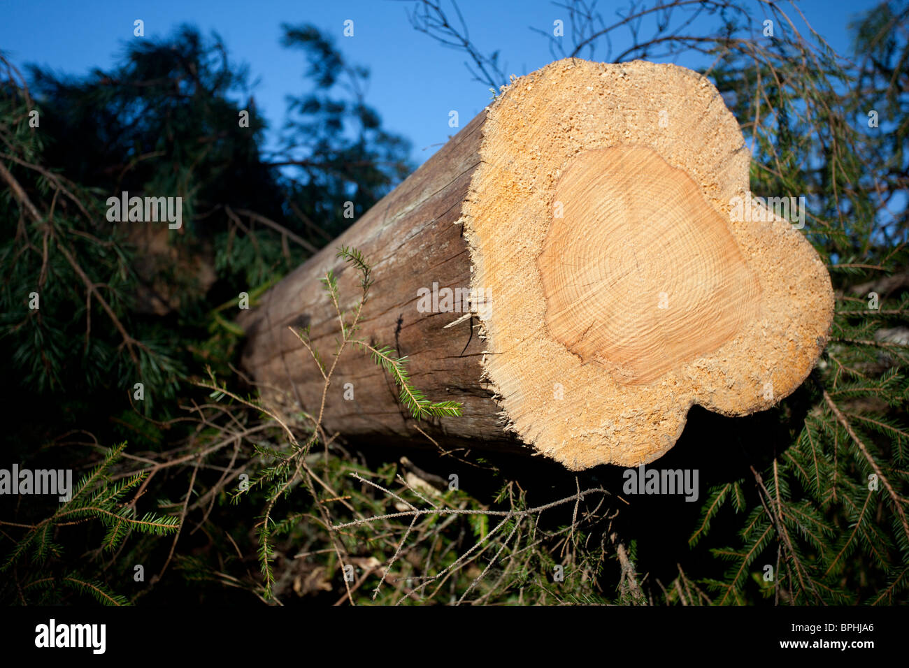 Cross-section of an isolated cut dead standing tree trunk end Stock ...