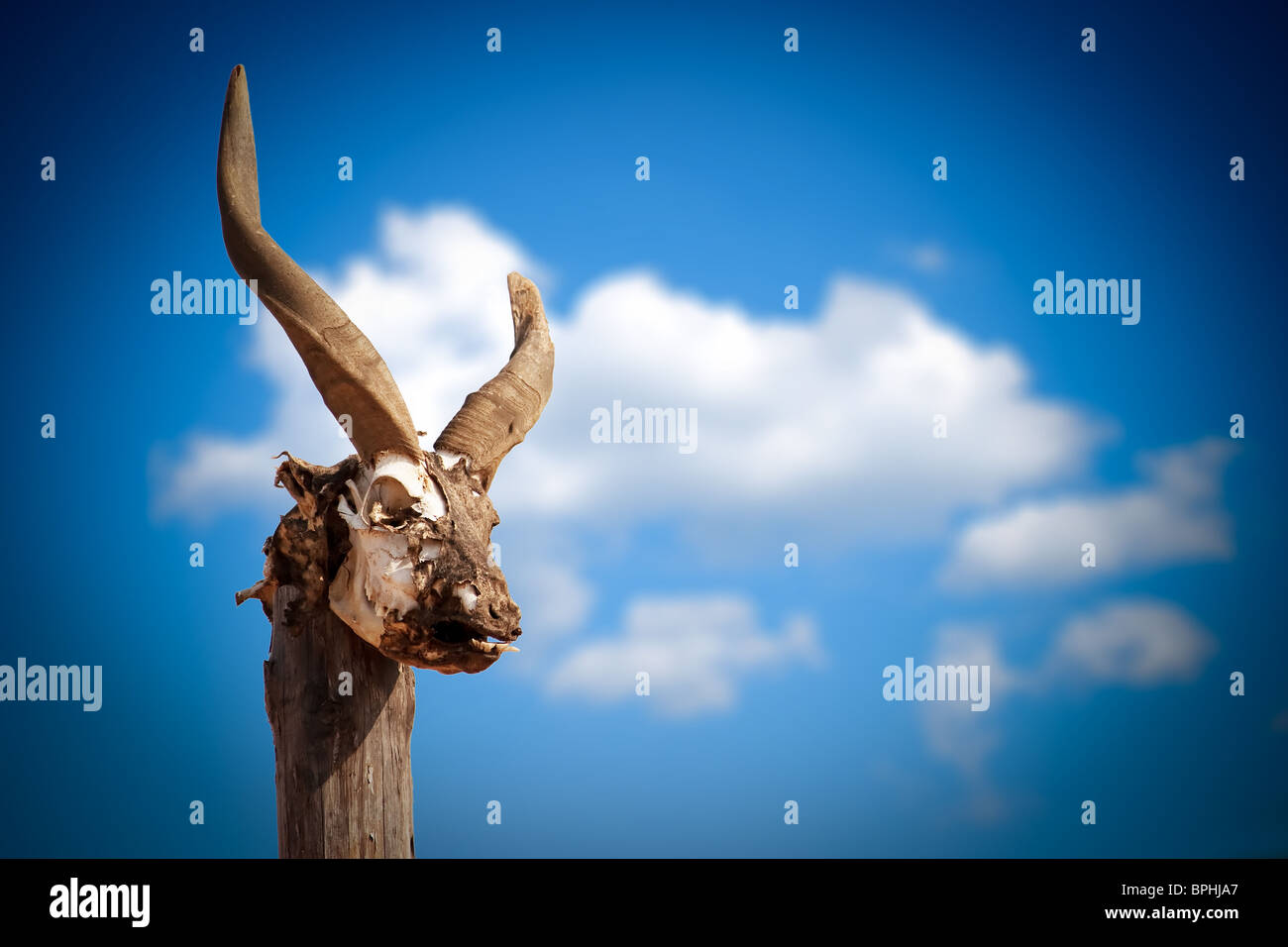 Dead goat hi-res stock photography and images - Alamy