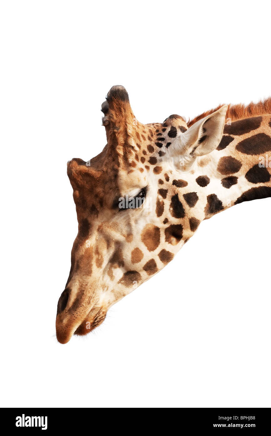 Giraffe side on Cut Out Stock Images & Pictures - Alamy