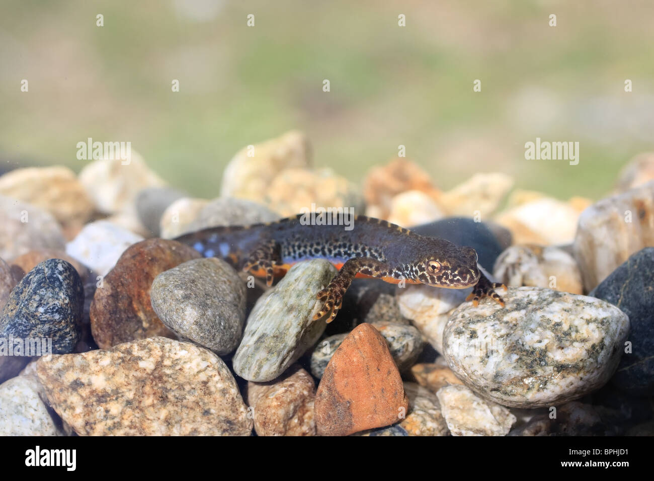 Alpine newt triturus alpestris hi-res stock photography and images - Alamy