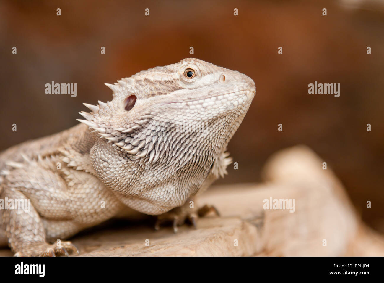 Portrait of a Bearded Dragon lizard sitting on a rock at the zoo Stock ...