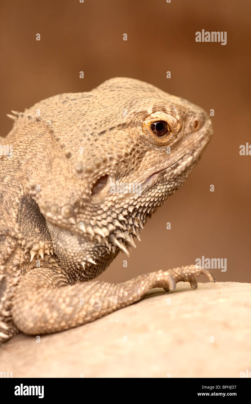 Portrait of a Bearded Dragon lizard sitting on a rock at the zoo Stock ...
