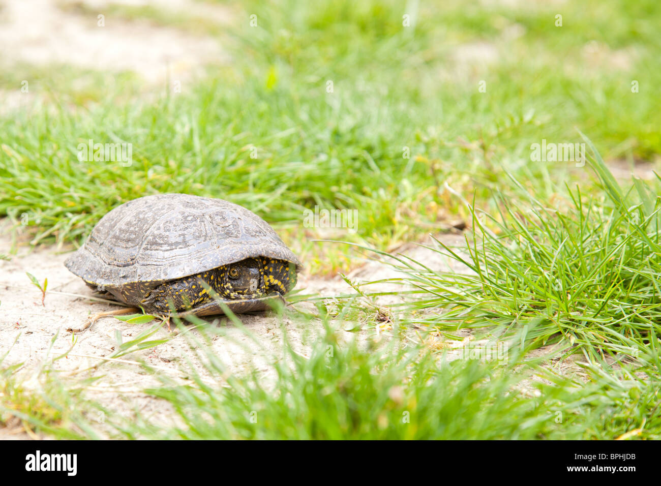 Turtle tortoise terrapin shell hi-res stock photography and images - Alamy