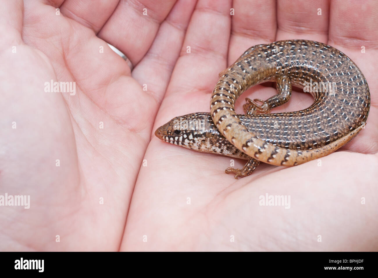 Hand holding an Ocellated Skink isolated on green Stock Photo - Alamy