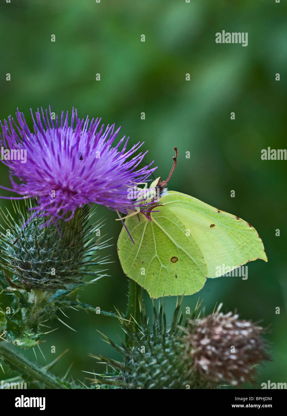 Yellow brimstone butterfly hi-res stock photography and images - Alamy