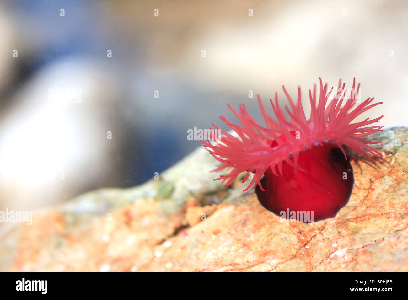 Beadlet anemone hi-res stock photography and images - Alamy