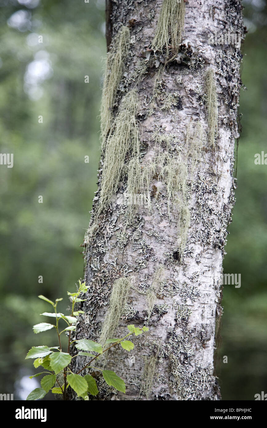 Lichen usnea hi-res stock photography and images - Alamy