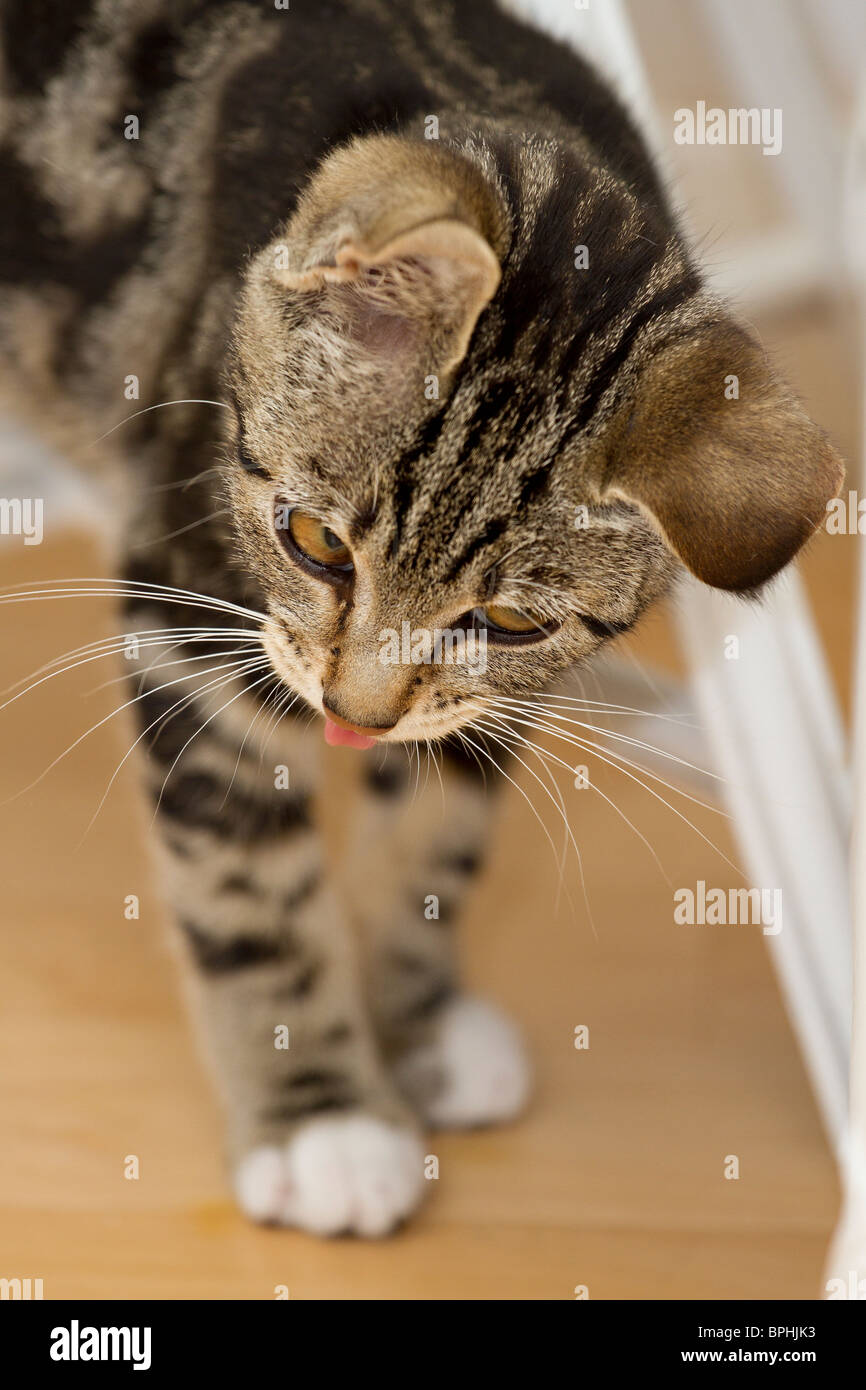 Kitten with crossed eyes hi-res stock photography and images - Alamy