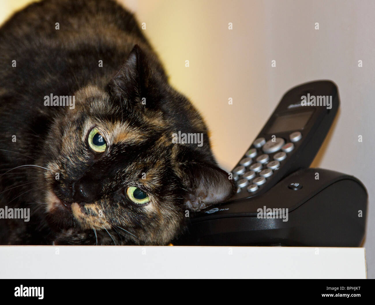 Brindle cat hi-res stock photography and images - Alamy