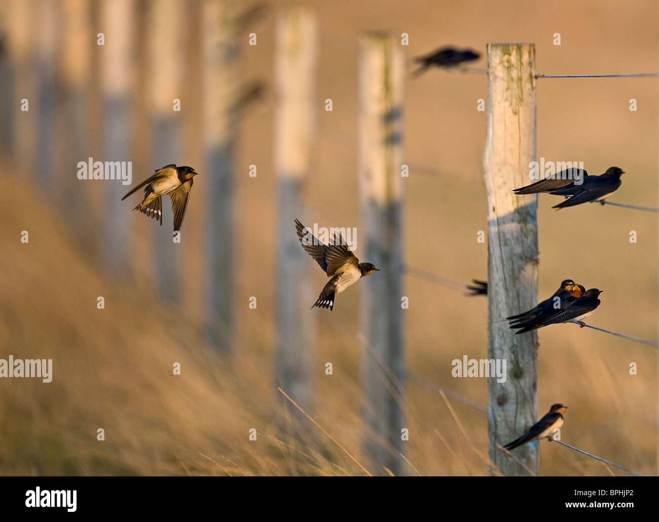 Migrant migrating migration bird norfolk hi-res stock photography and ...
