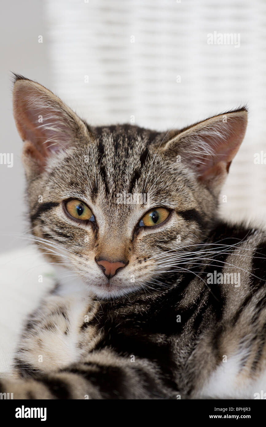 Portrait of cute relaxed Mackerel Tabby kitten (Felis catus) looking at ...