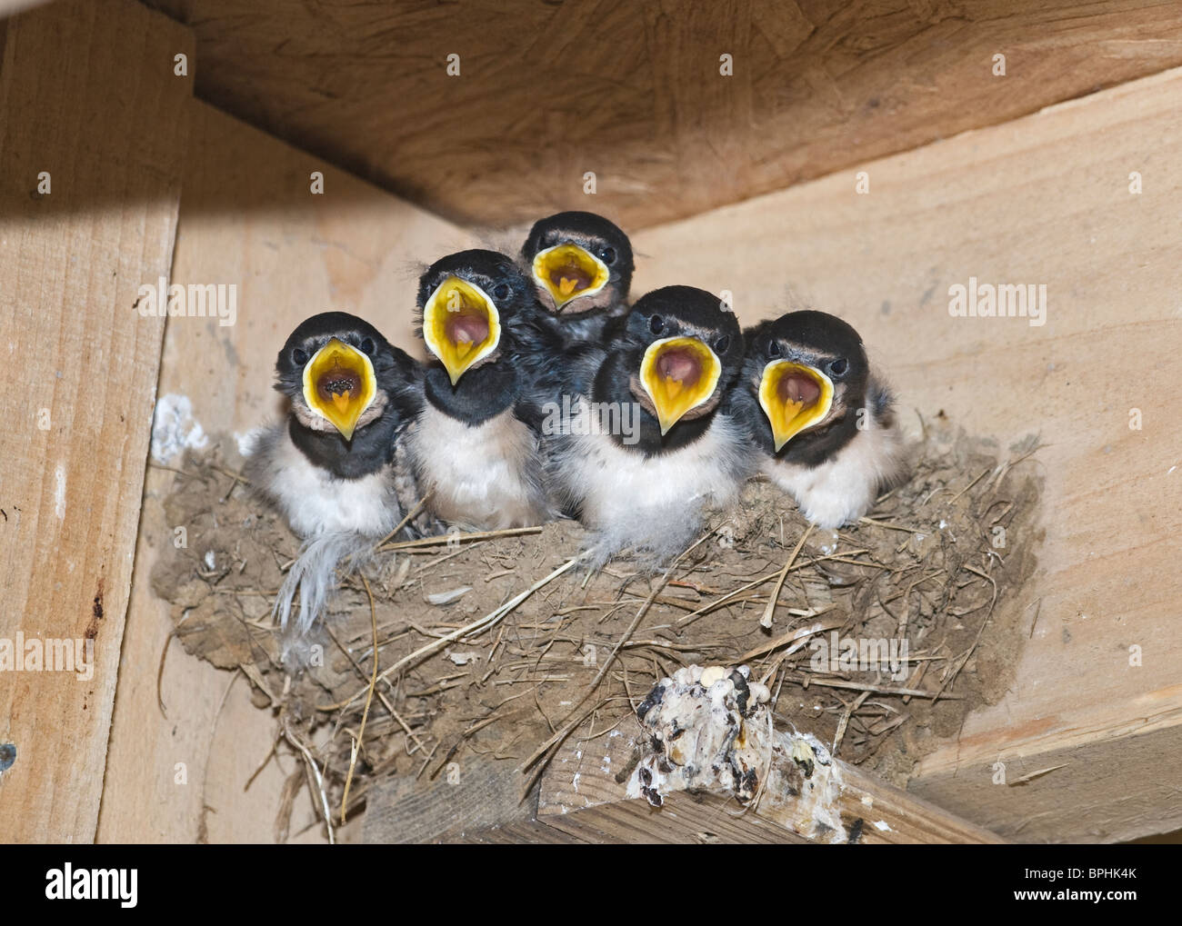 Barn Swallow Hirundo rustica young in nest Cley Norfolk September Stock ...