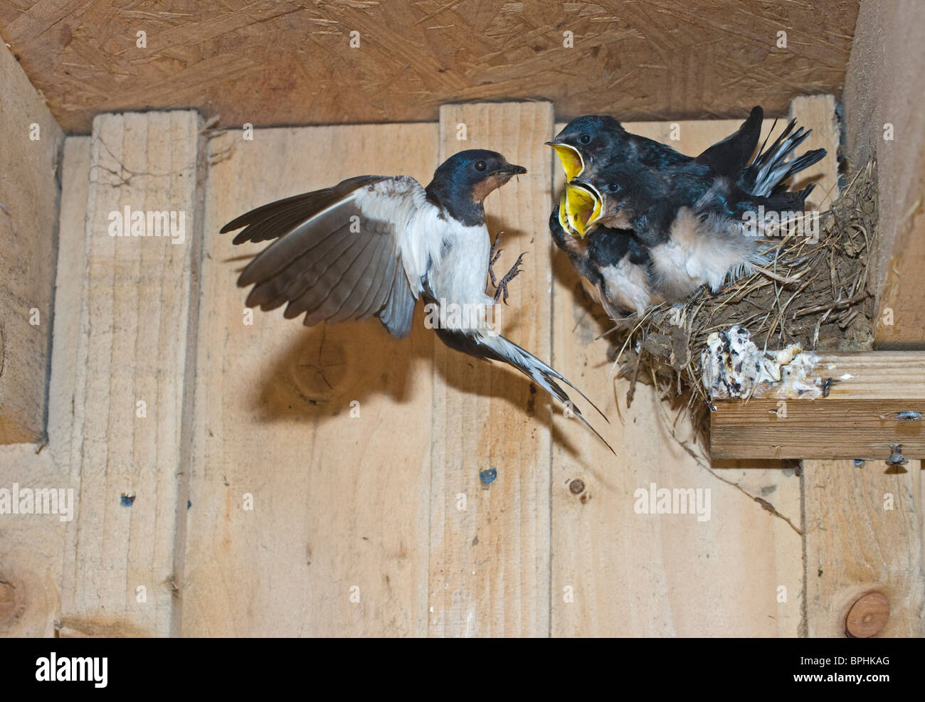 Hirundo rustica feeding young hi-res stock photography and images - Alamy