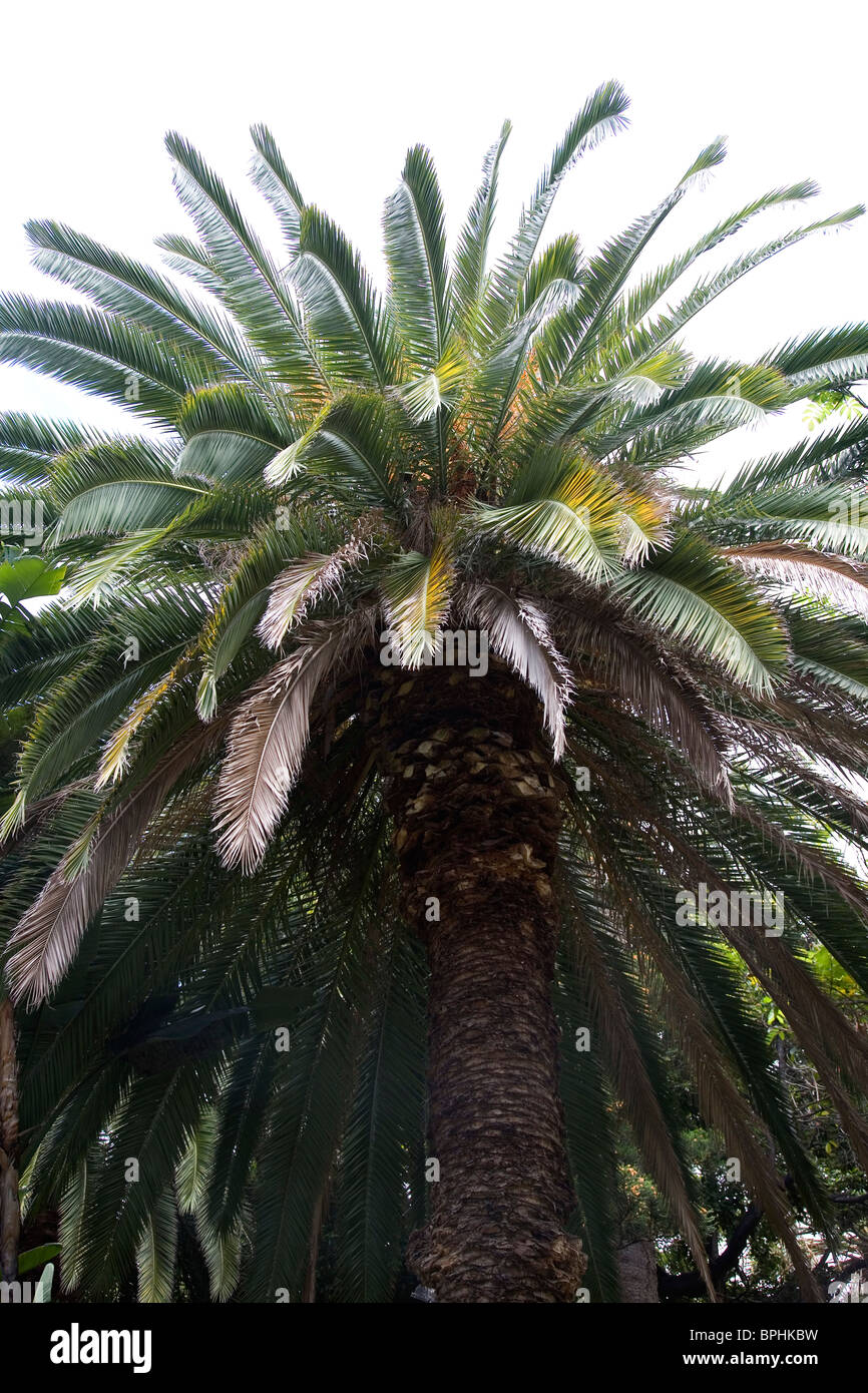 Phoenix canariensis hi-res stock photography and images - Alamy