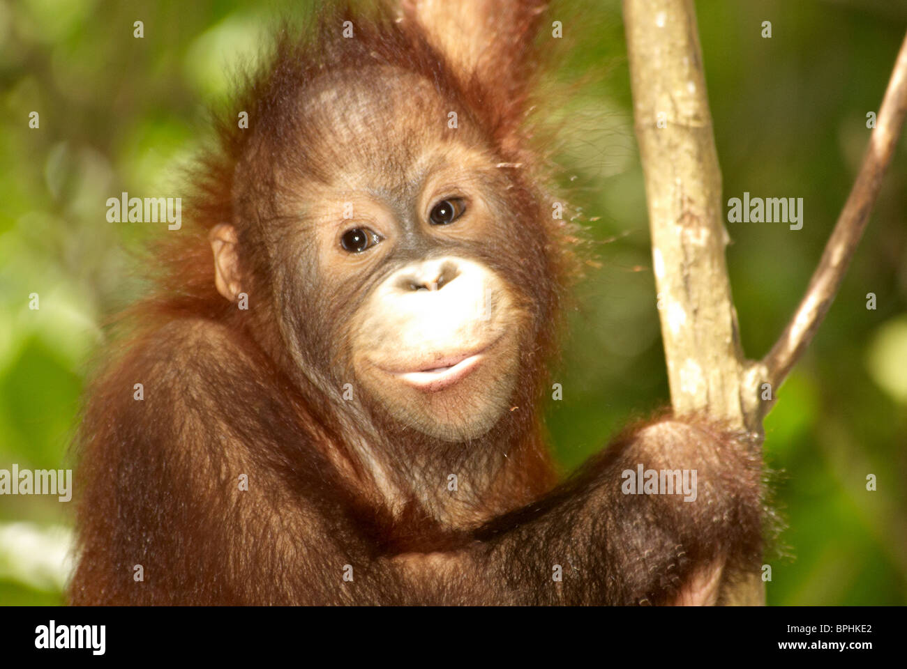 Utang hi-res stock photography and images - Alamy