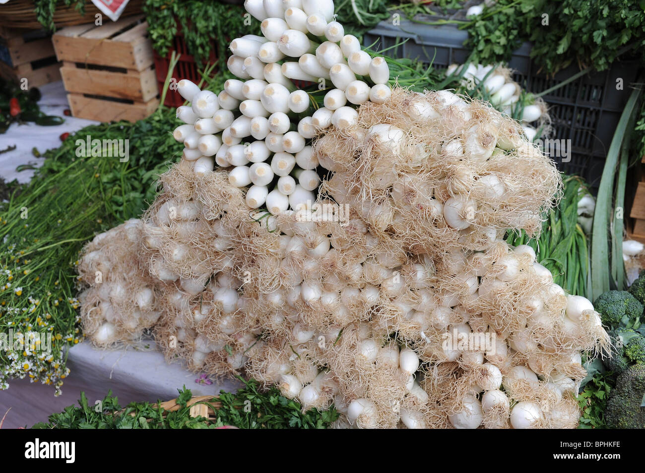 Bunches of spring onions for sale on stall in Tlacolula Market, Oaxaca ...