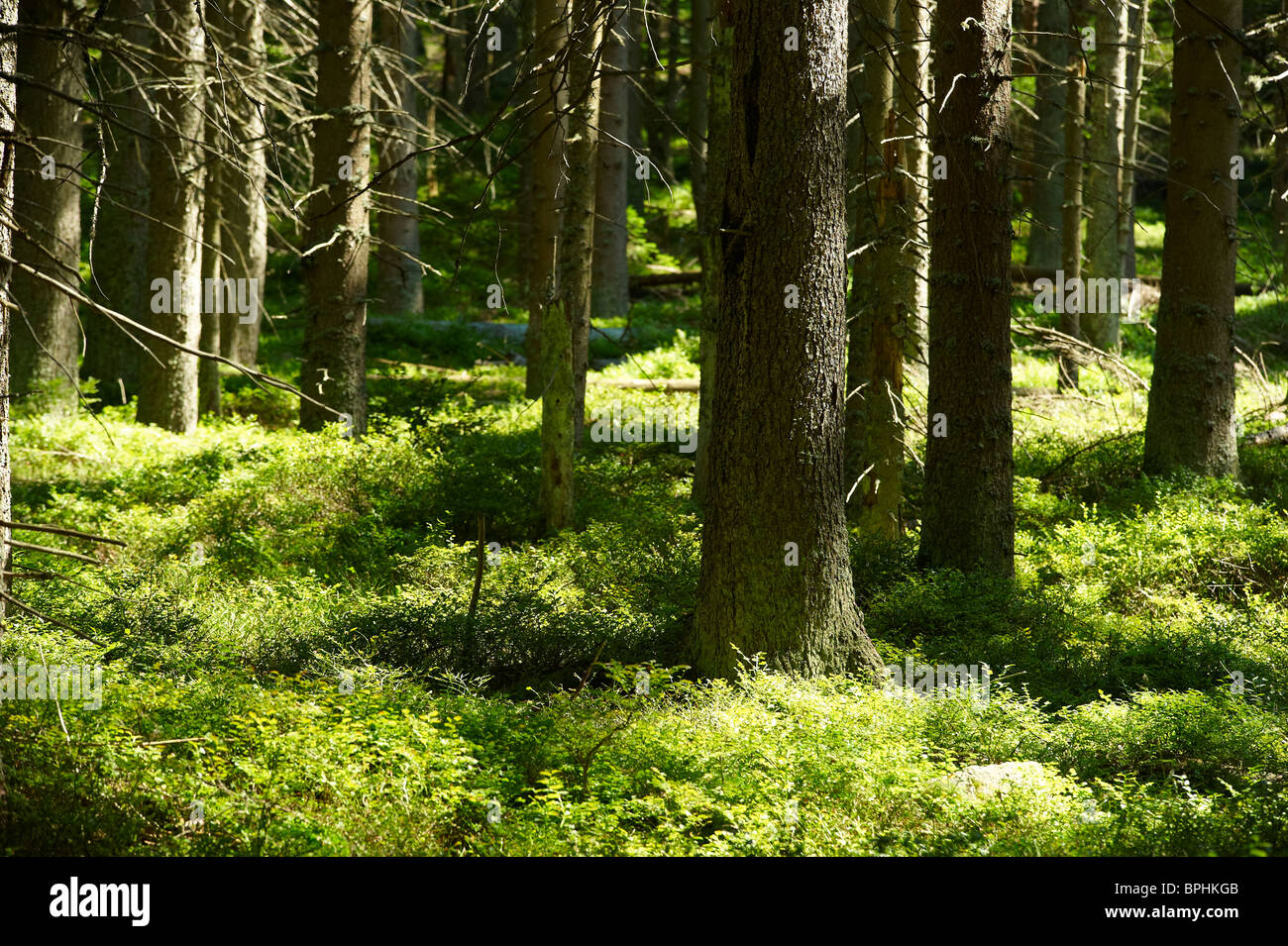 Prasilske jezero, Polednik, National Park Sumava, Czech Republic Stock ...