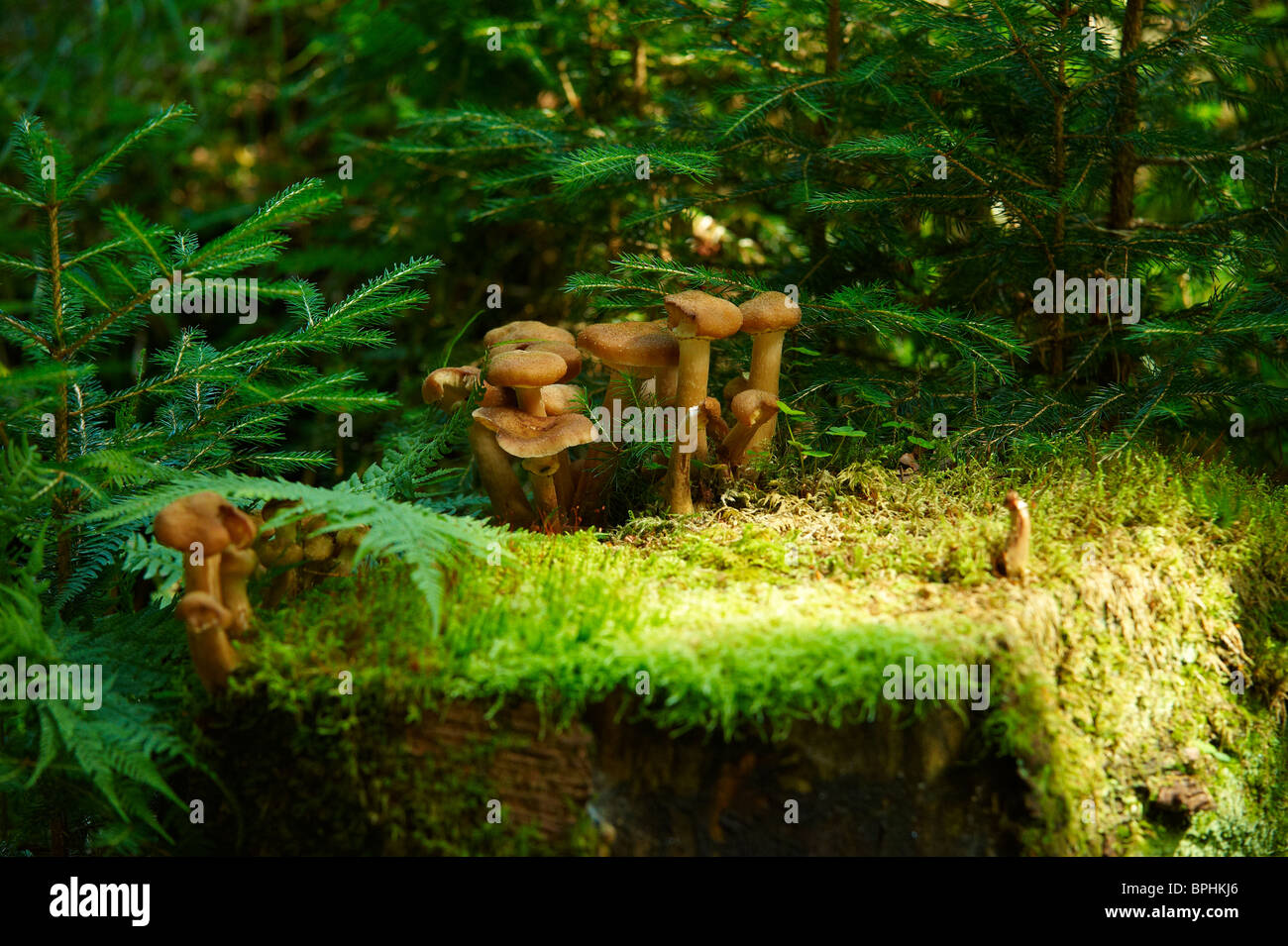 Prasilske jezero, Polednik, National Park Sumava, Czech Republic Stock ...
