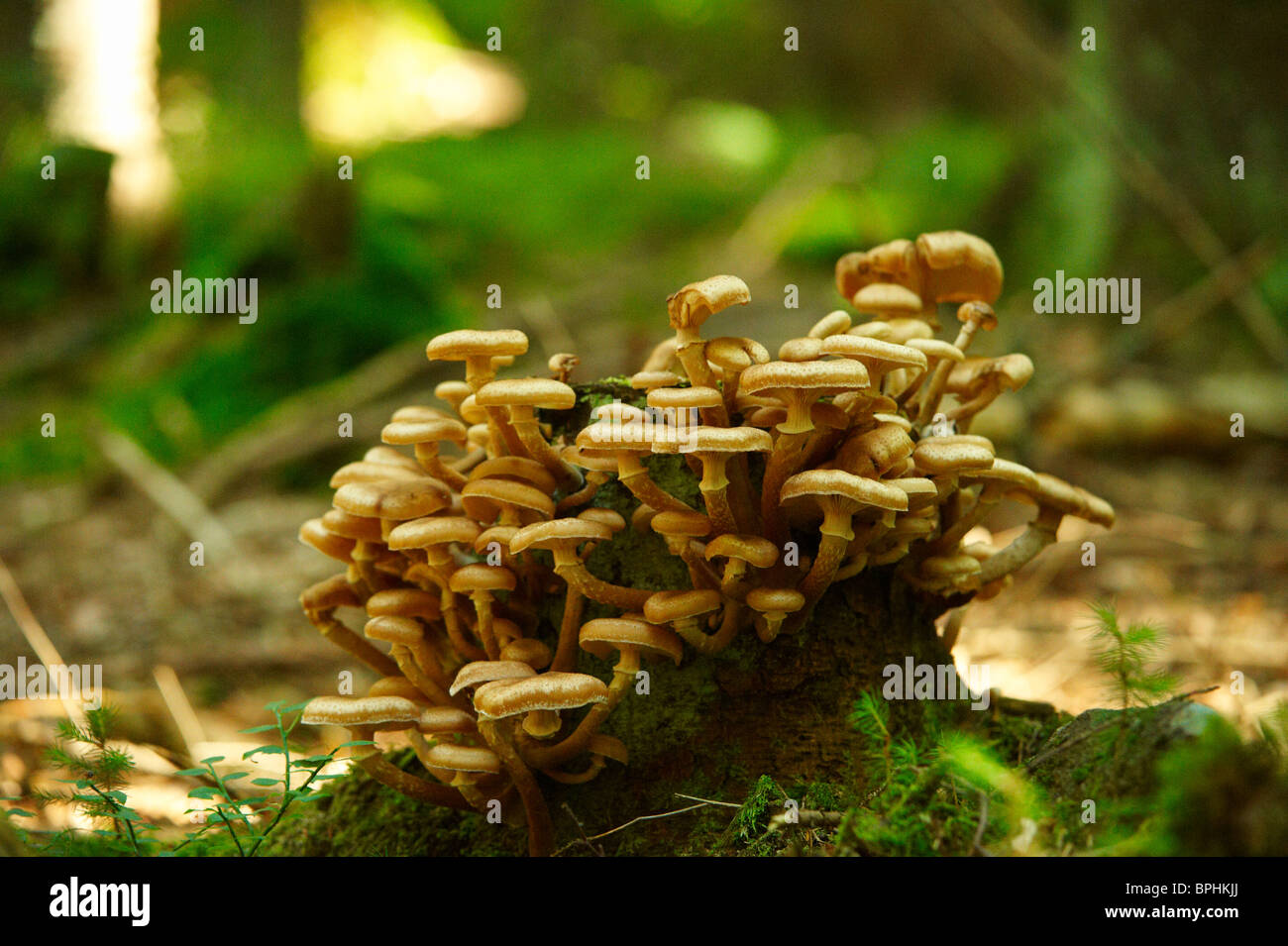 Prasilske jezero, Polednik, National Park Sumava, Czech Republic Stock ...