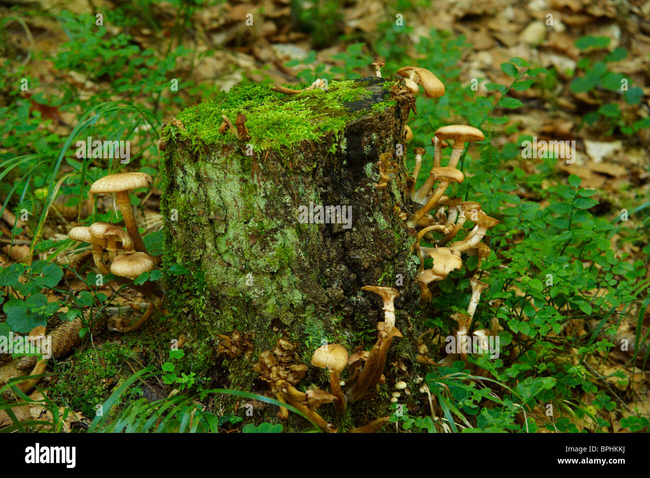 Prasilske jezero, Polednik, National Park Sumava, Czech Republic Stock ...