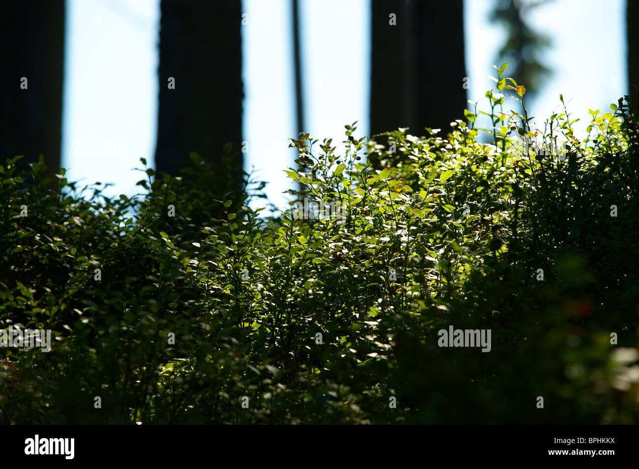 Prasilske jezero, Polednik, National Park Sumava, Czech Republic Stock ...