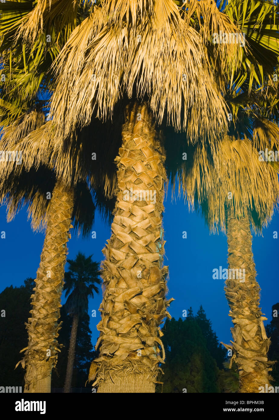 Palm Trees at night with streetlights, Oakland, California Stock Photo ...