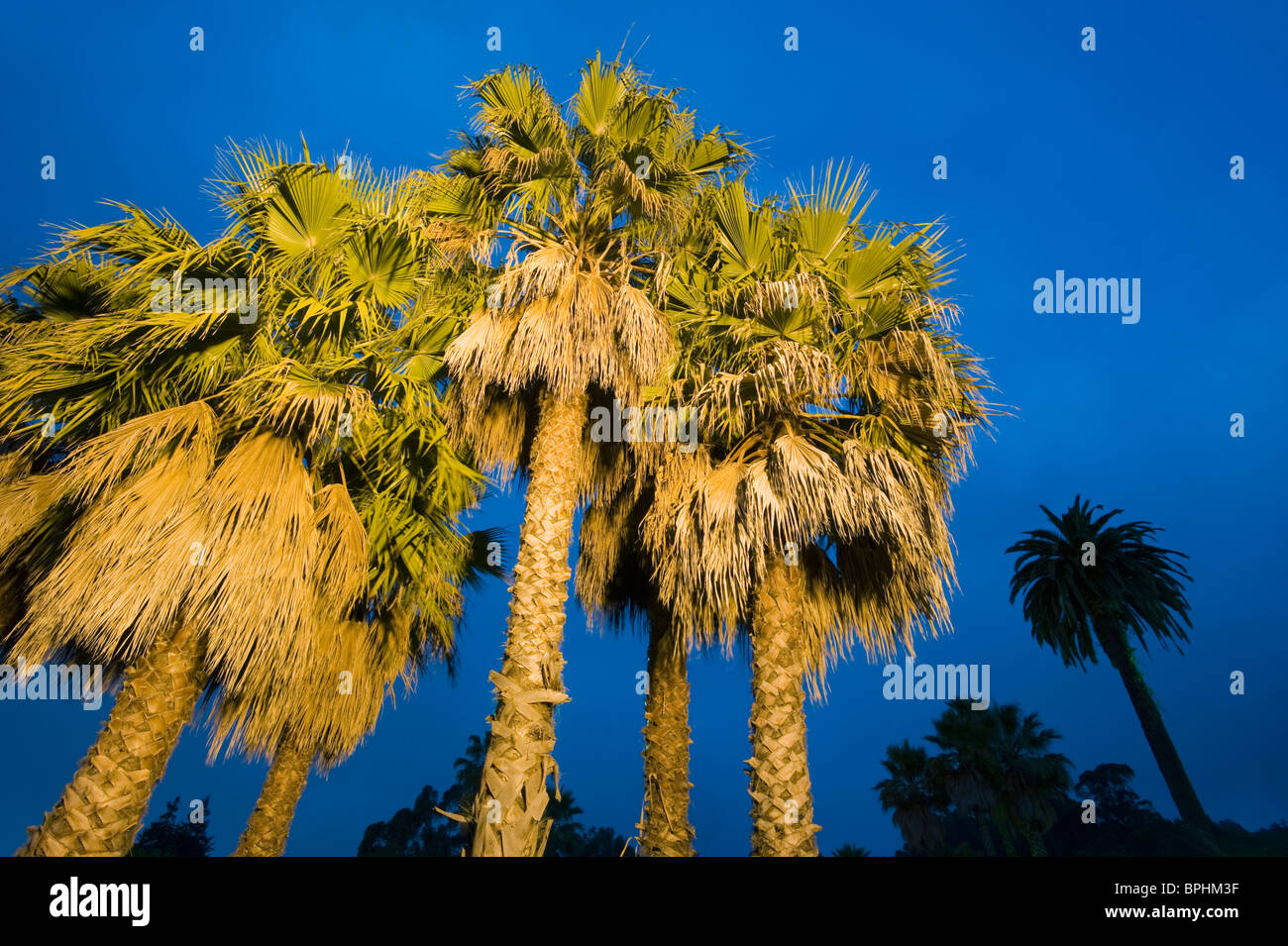 Palm Trees at night with streetlights, Oakland, California USA Stock ...