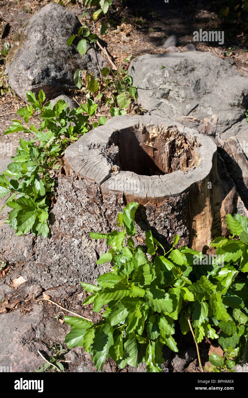 Hollow tree stump hi-res stock photography and images - Alamy