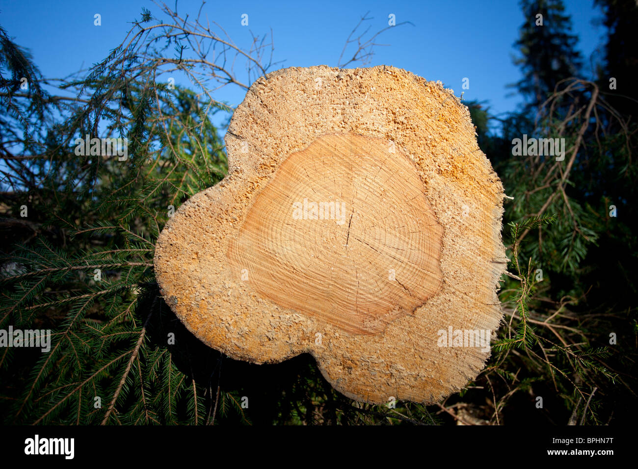 Cross Section Tree Ring High Resolution Stock Photography and Images ...