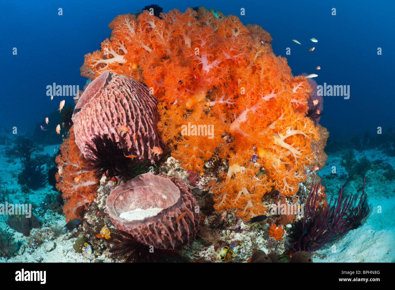 Coral Reef Plankton
