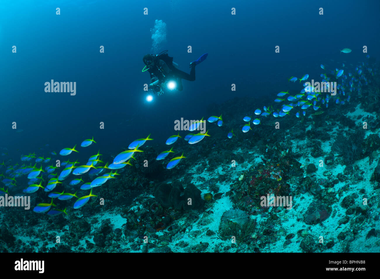 Scuba diving komodo hi-res stock photography and images - Alamy